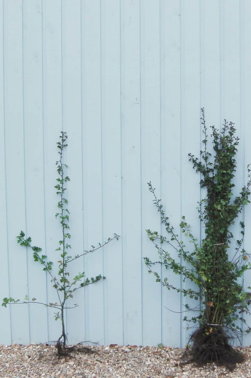 Buy Hawthorn (Quickthorn) Hedge plants| Hopes Grove Nurseries