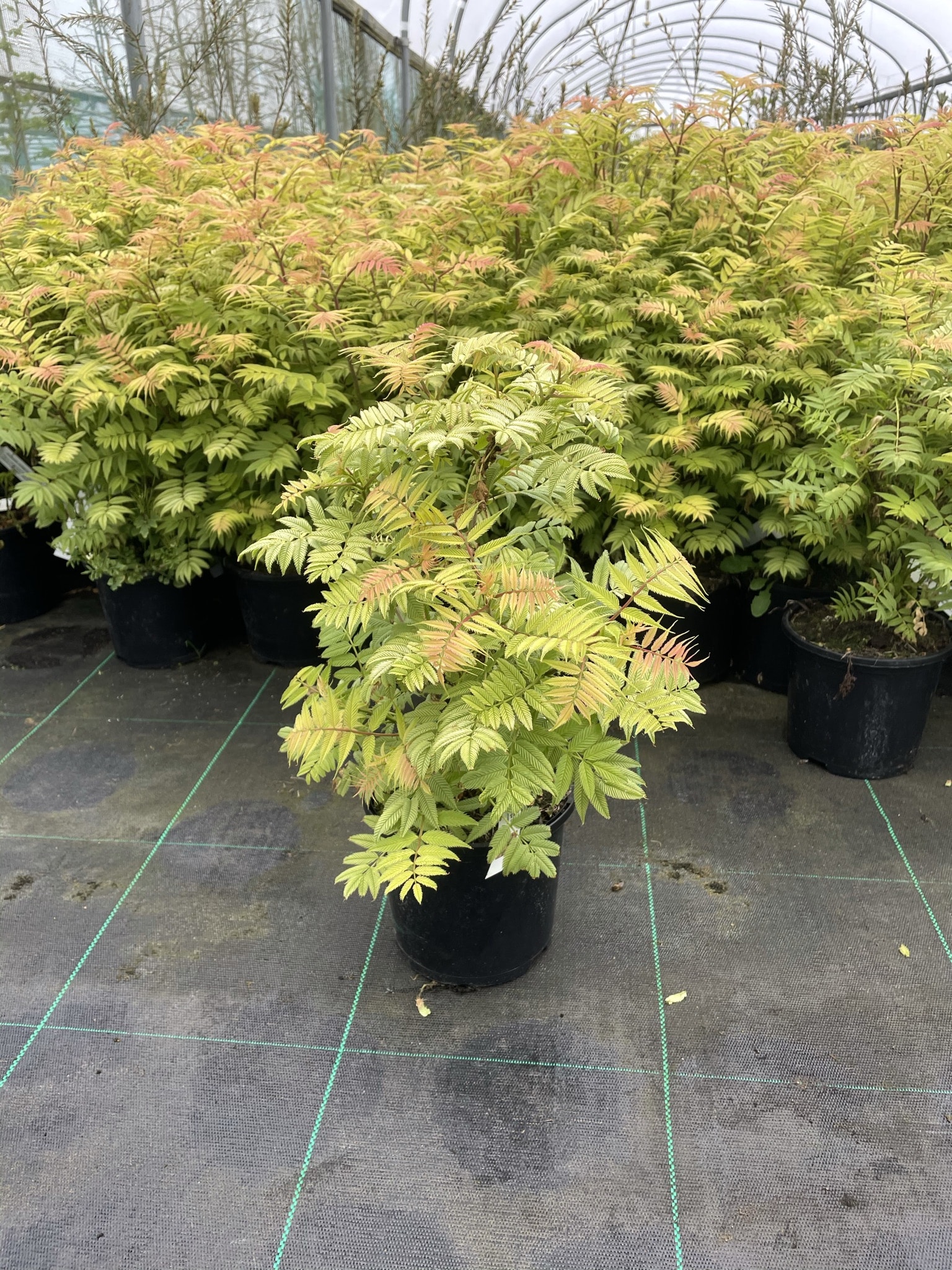 Sorbaria sorbifolia Sem - Hopes Grove Nurseries