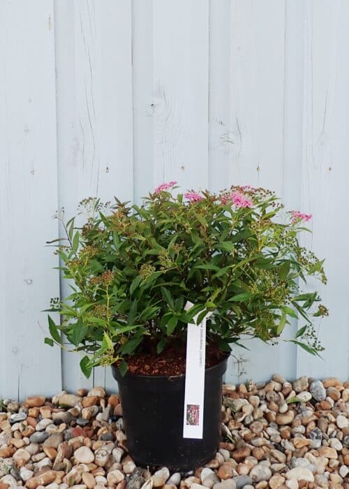 Spiraea japonica Shirobana - Hopes grove Nurseries