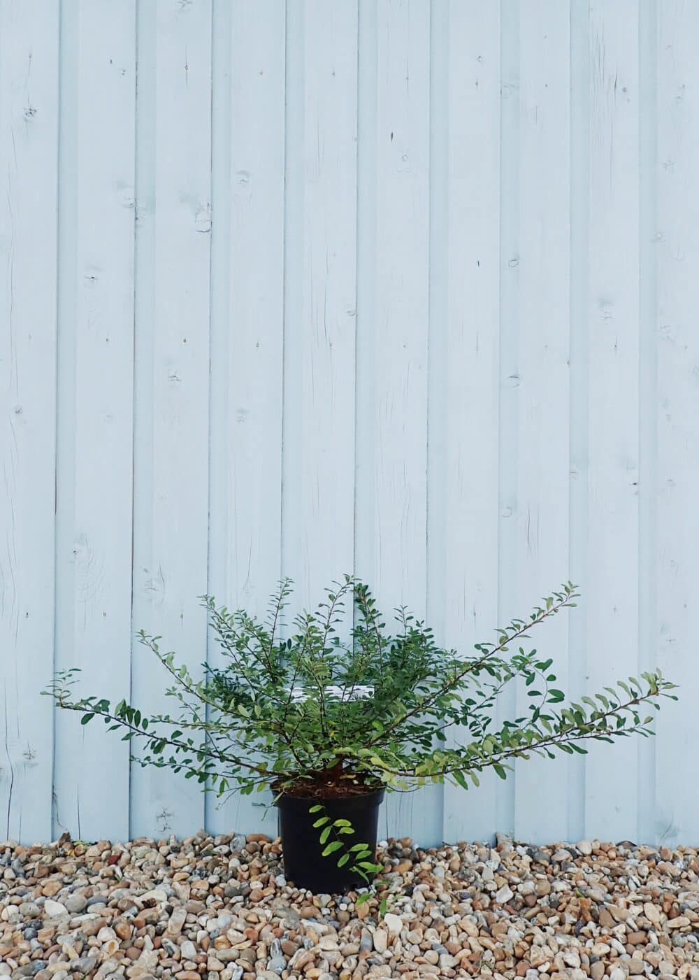 Spiraea nipponica Snowmound - Hopes Grove Nurseries