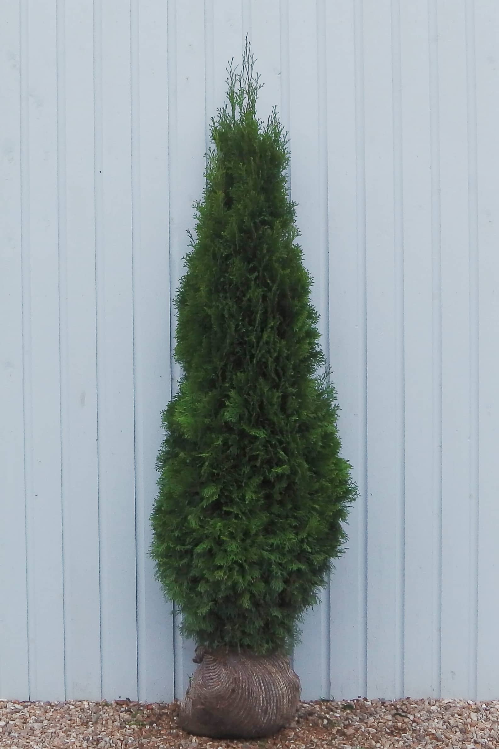 Buy Thuja Smaragd Hedging | Thuja Occidentalis Smaragd Hedge Plants ...