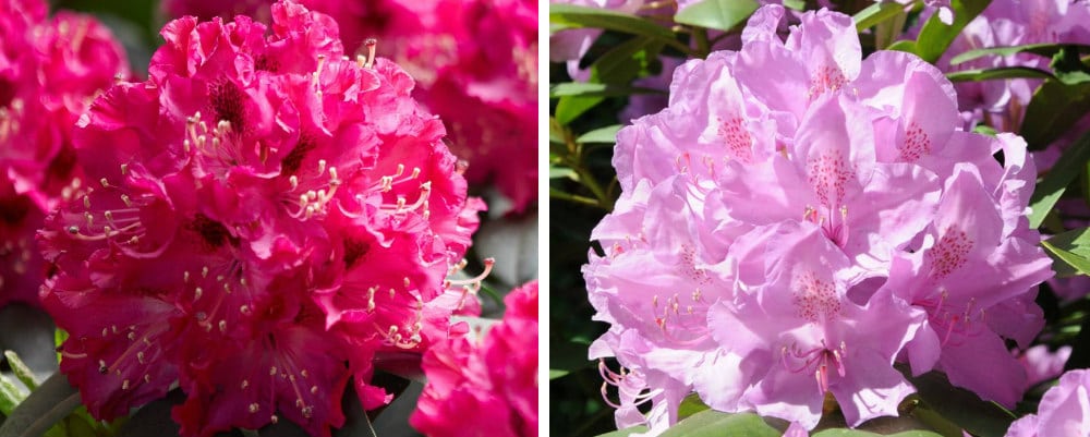 Buy Azaleas and Rhododendrons - Azalea & Rhododendron Plants