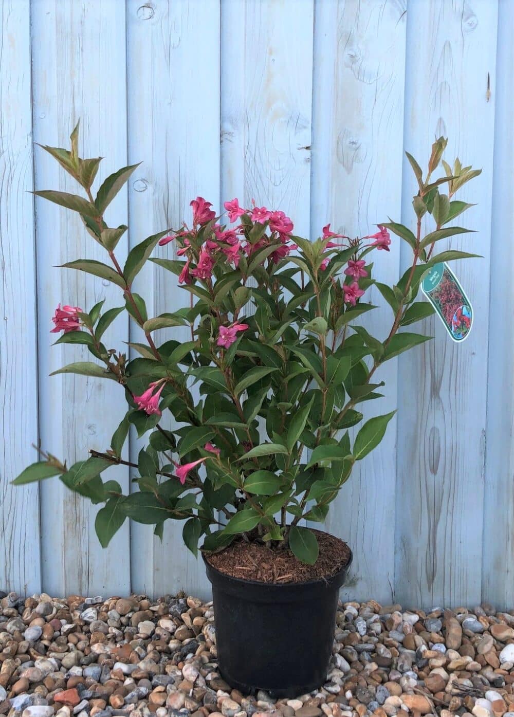 Weigela Bristol Ruby - Hopes grove Nurseries