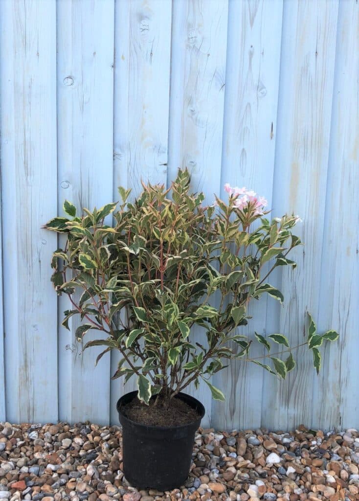 Weigela florida Variegata - Hopes Grove Nurseries