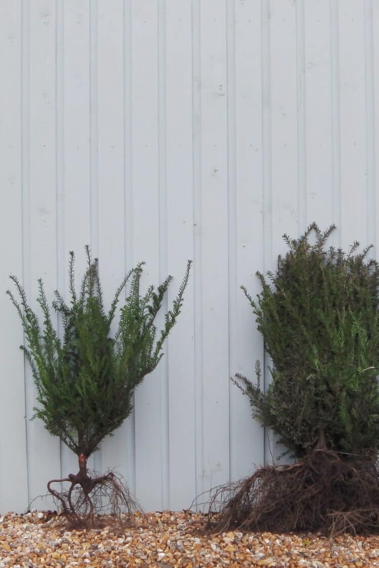 Buy English Yew Hedges | Common Yew Hedging | Hopes Grove Nurseries