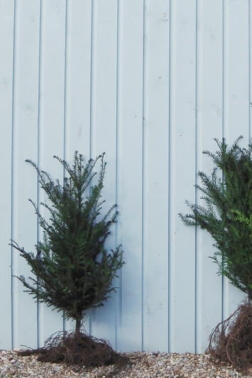 Buy English Yew Hedges | Common Yew Hedging | Hopes Grove Nurseries