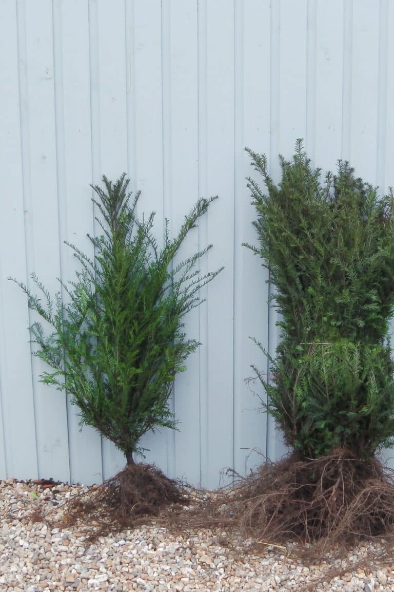 Buy English Yew Hedges | Common Yew Hedging | Hopes Grove Nurseries