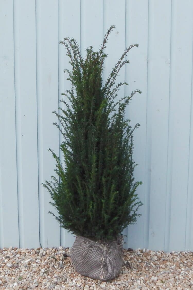 Buy English Yew Hedges | Common Yew Hedging | Hopes Grove Nurseries