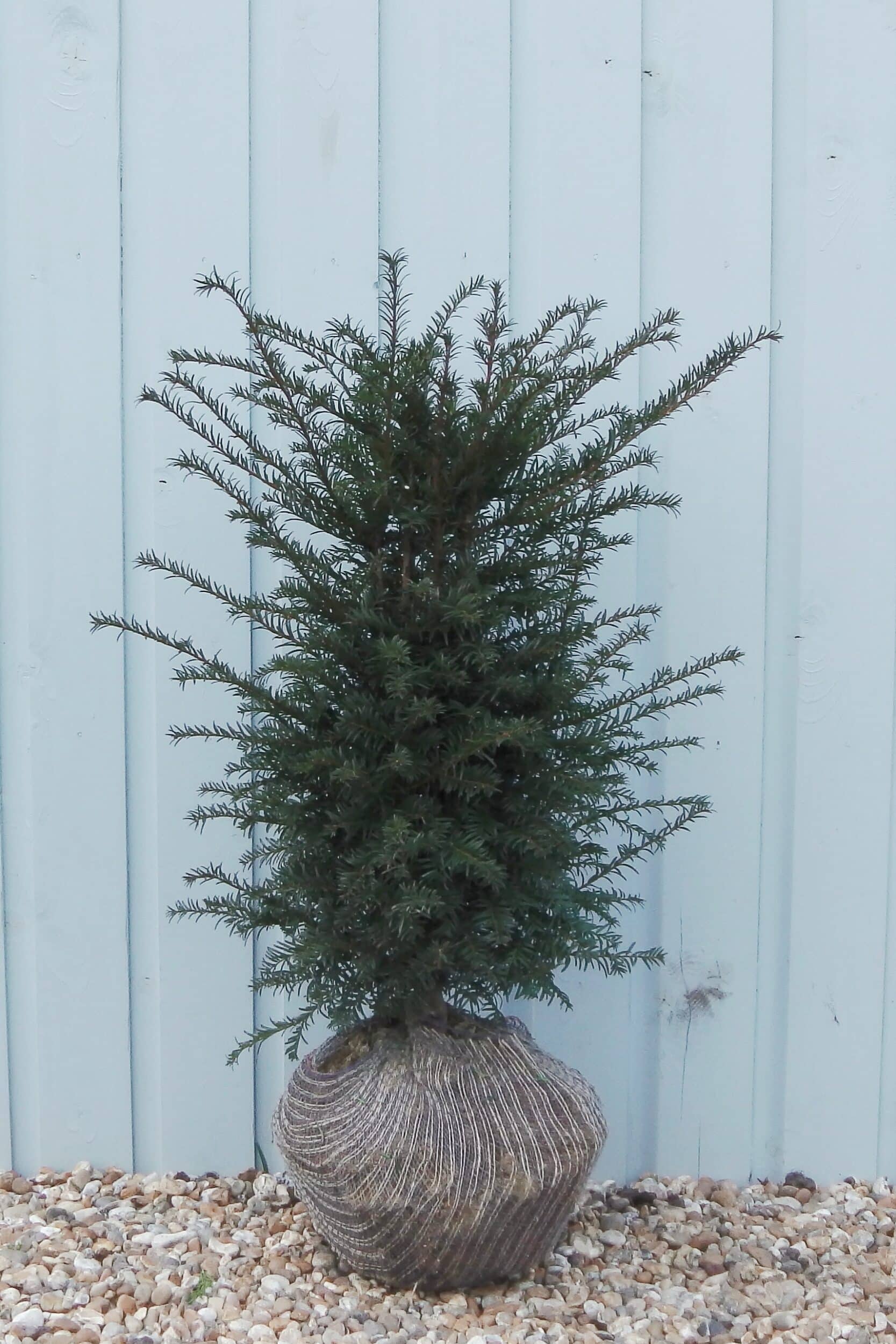 Buy English Yew Hedges | Common Yew Hedging | Hopes Grove Nurseries