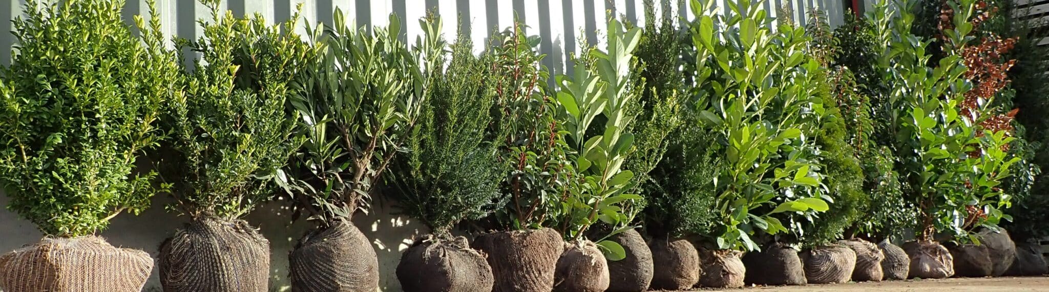 The UK's Leading Garden Hedging & Hedging Specialists | Hopes Grove ...