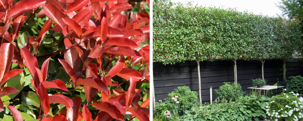 When to Prune Photinia | Pruning Photinia | Hopes Grove Nurseries