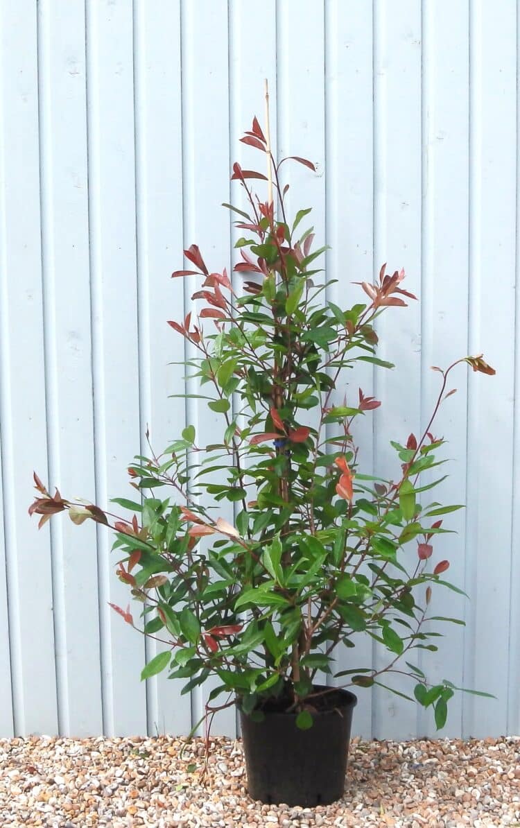 Photinia Red Robin Hedging for Sale | Hopes Grove Nurseries