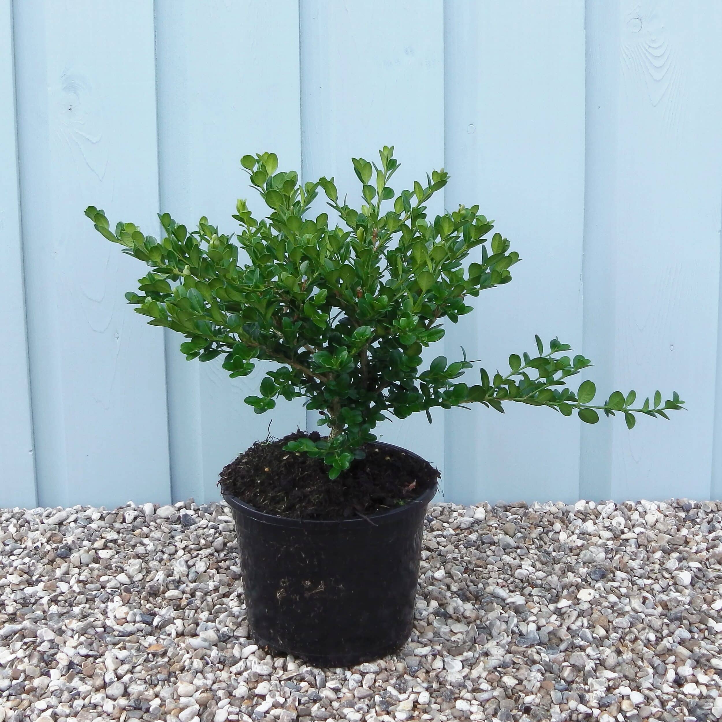 Buxus Microphylla Japonica Faulkner