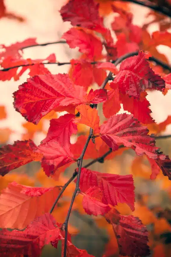 Carpinus Betulus Rockhampton Red Garden Trees - Hopes Grove Nurseries