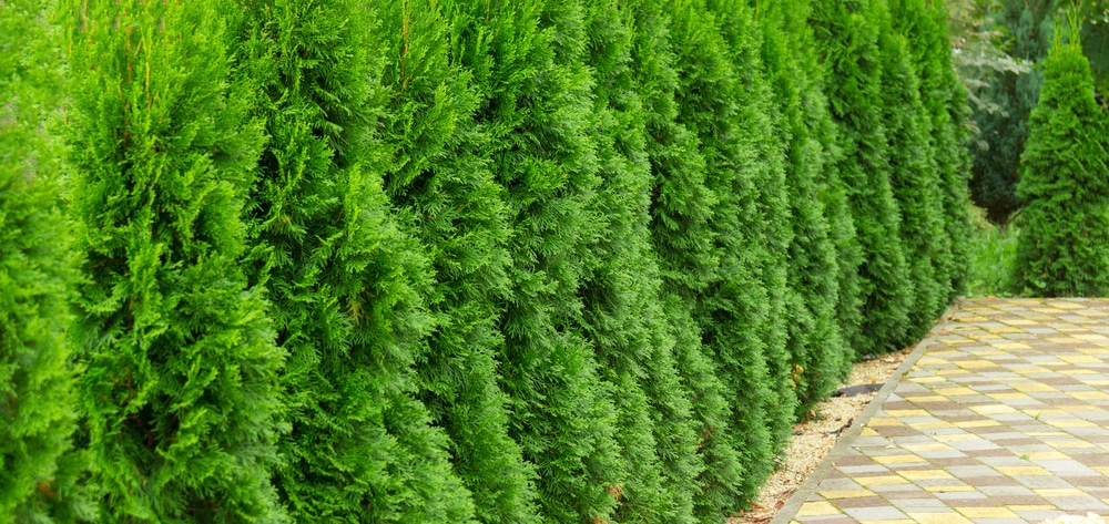 Thuja Hedging - Expert Gardening Advice. - Hopes Grove Nurseries